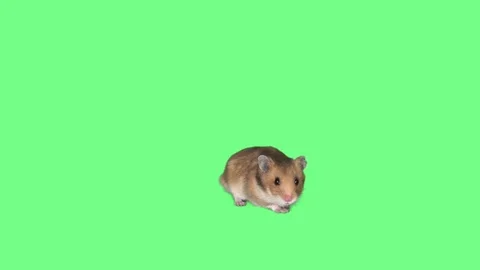 cute Syrian hamster looks on green scree... | Stock Video | Pond5