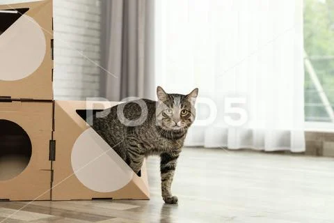 Photograph: Cute tabby cat coming out of cardboard house in room ...