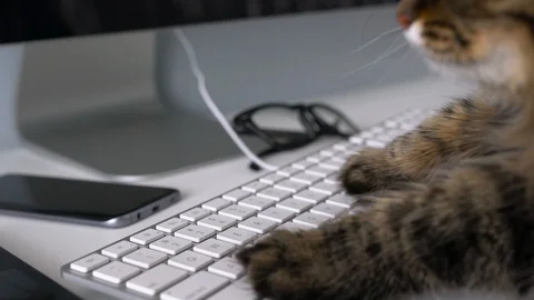 Cute tabby cat is typing text on a compu... | Stock Video | Pond5