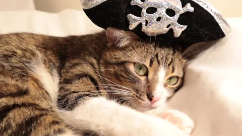 Cute Tabby Pirate Cat with a Pink Nose, ... | Stock Video | Pond5