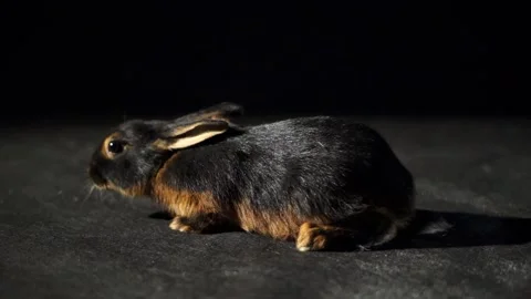 Cute Tan Rabbit Close Up Wiggling Nose C... | Stock Video | Pond5