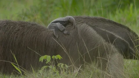 Cute tiny baby giant anteater on its mom... | Stock Video | Pond5