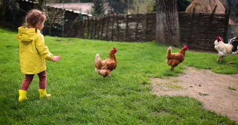 Chasing Chicken Stock Video Footage | Royalty Free Chasing Chicken ...
