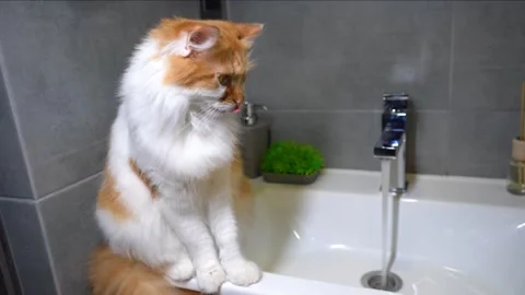 Cute turkish angora red white cat sittin... | Stock Video | Pond5