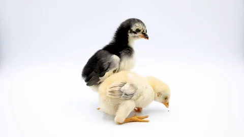 Tiny Baby Chick Stock Videos – Royalty-Free HD & 4K Videos | Page 6