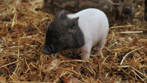 Pig and Shake Stock Videos – Royalty-Free HD & 4K Videos