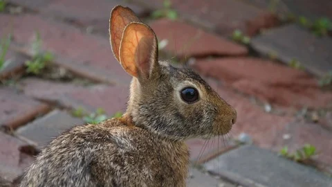 Brown Bunny Video Stock Videos – Royalty-Free HD & 4K Videos | Pond5