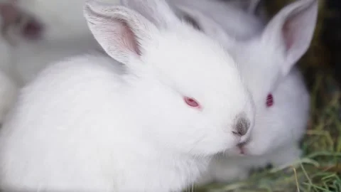 Cute white baby rabbits in a cage. breed... | Stock Video | Pond5