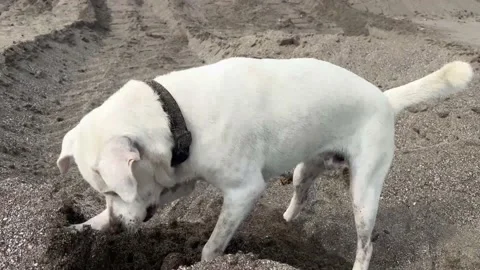 Cute white dog burrowing sand on a beach... | Stock Video | Pond5