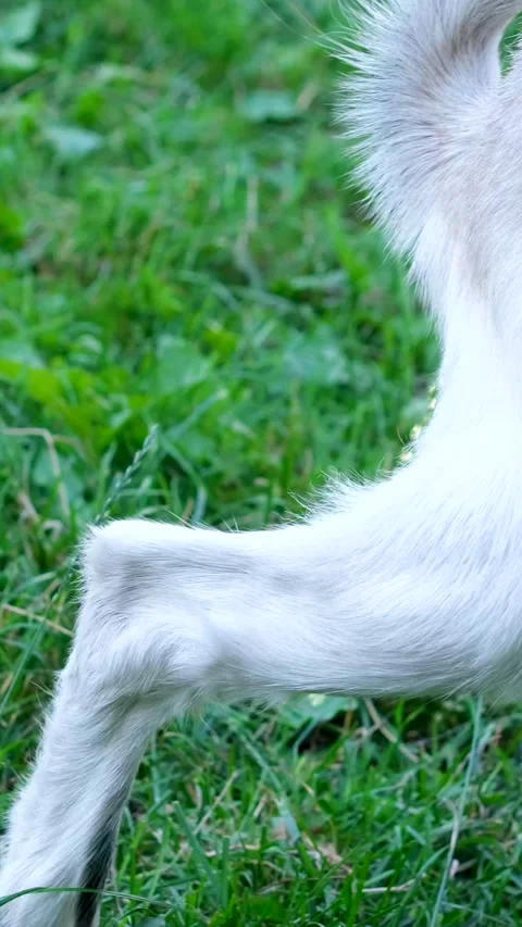 Animals Peeing Stock Videos – Royalty-Free HD & 4K Videos | Pond5