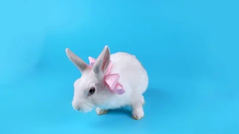 Cute Bunny Bow Stock Videos – Royalty-Free HD & 4K Videos