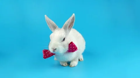 Cute Bunny Bow Stock Videos – Royalty-Free HD & 4K Videos