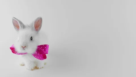 Cute Bunny Bow Stock Videos – Royalty-Free HD & 4K Videos
