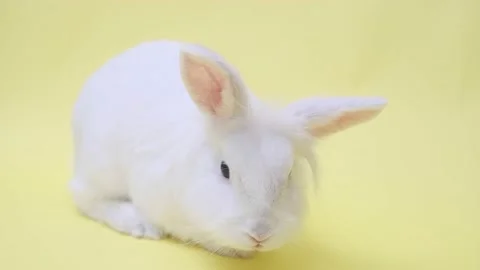 A cute white rabbit sits cutely on a yel... | Stock Video | Pond5