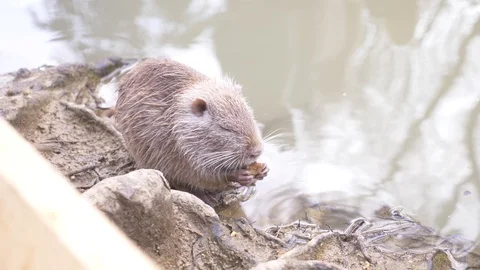 Cute wild fluffy coypus , river rat, nut... | Stock Video | Pond5