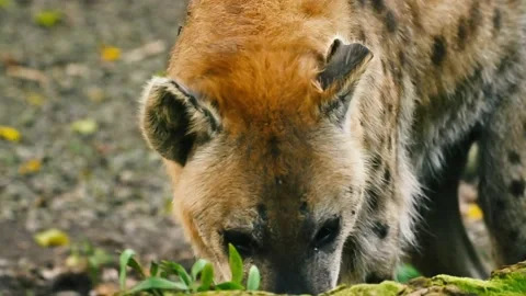 cute wild hyena eating meat in national ... | Stock Video | Pond5