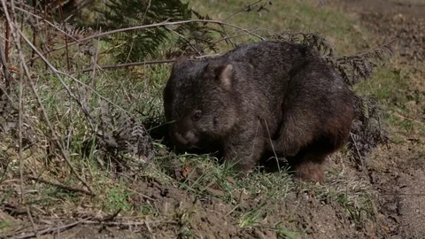 Wombats Stock Footage ~ Royalty Free Stock Videos | Pond5