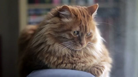 Catnap Sitting Stock Videos – Royalty-Free HD & 4K Videos | Pond5