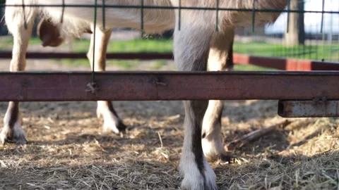 Cute young goats relaxing in an animal f... | Stock Video | Pond5