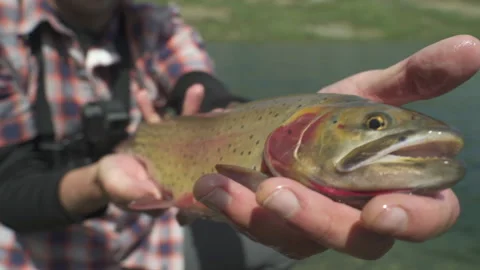 Cutthroat Trout caught in Colorado Mount... | Stock Video | Pond5