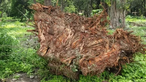 cutting died of the banyan tree stump wi... | Stock Video | Pond5