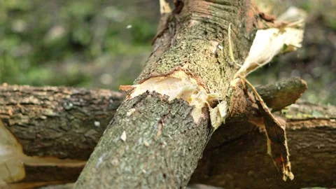 Lumber In Forest Stock Videos – Royalty-Free HD & 4K Videos