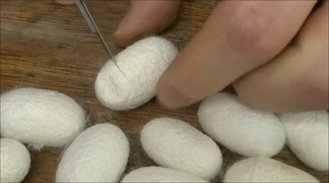 Cutting open a silkworm cocoon using a s... | Stock Video | Pond5