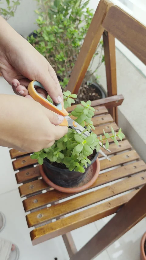 Video Plant Tricks Stock Videos – Royalty-Free HD & 4K Videos | Pond5