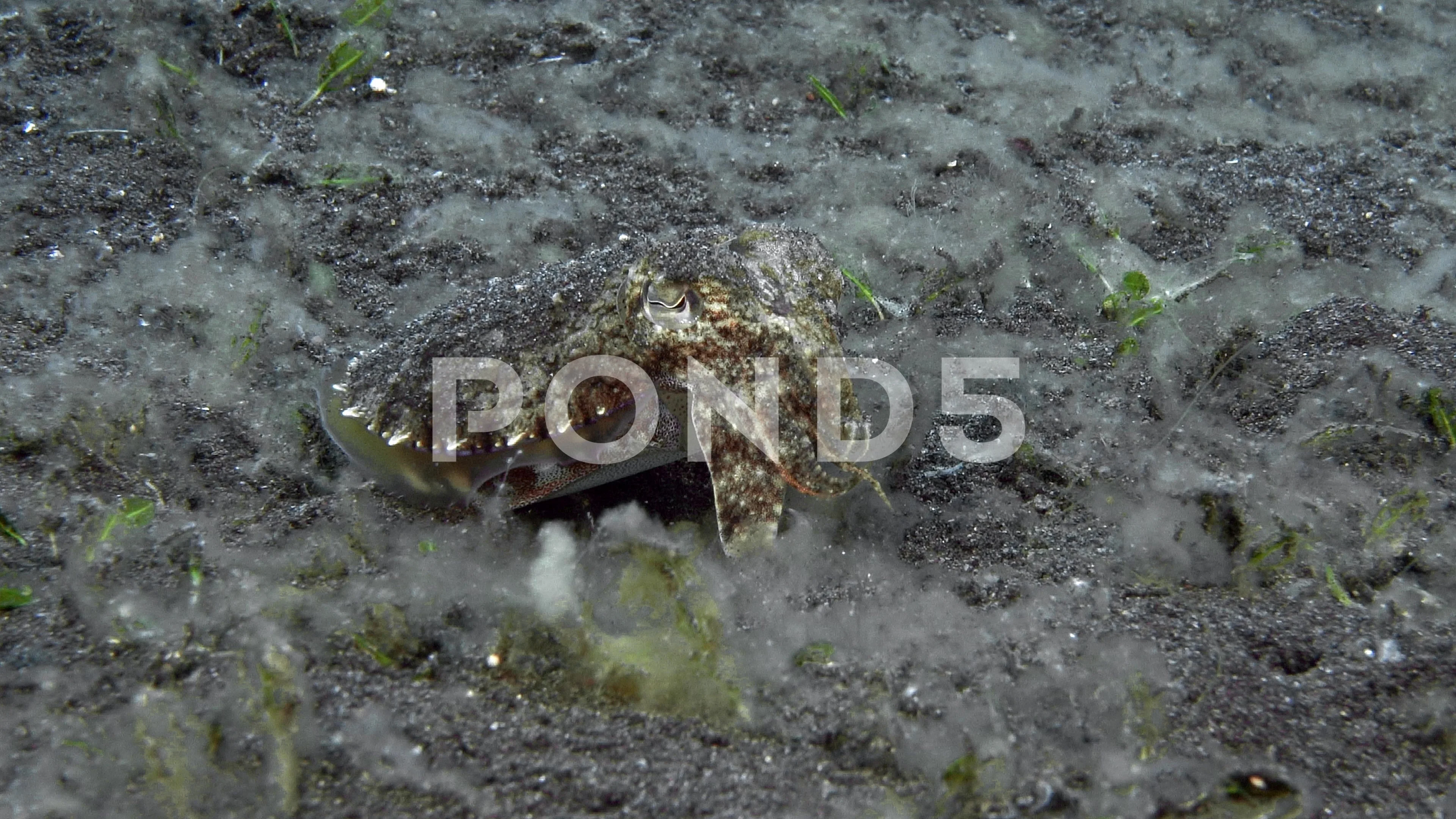Cuttlefish Mimics Crab