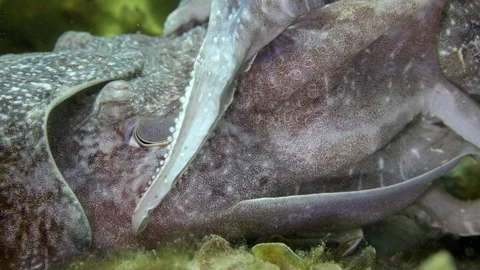Cuttlefish mating face to face tentacles... | Stock Video | Pond5