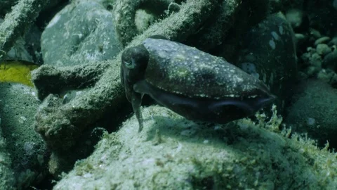 Another Life Clips Stock Videos – Royalty-Free HD & 4K Videos