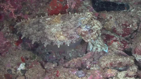 Oman Night Stock Footage ~ Royalty Free Stock Videos | Pond5