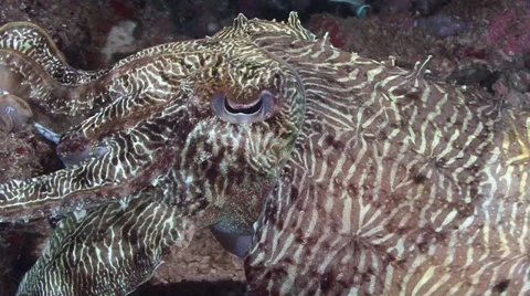 Oman Night Stock Footage ~ Royalty Free Stock Videos | Pond5