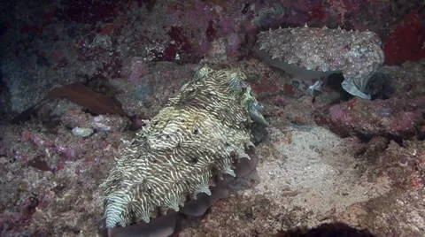 Oman Night Stock Footage ~ Royalty Free Stock Videos | Pond5