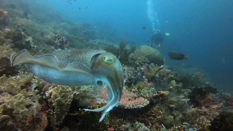Cuttlefish No Background Stock Videos – Royalty-Free HD & 4K Videos