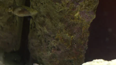 Fish Poop Stock Video Footage | Royalty Free Fish Poop Videos | Pond5