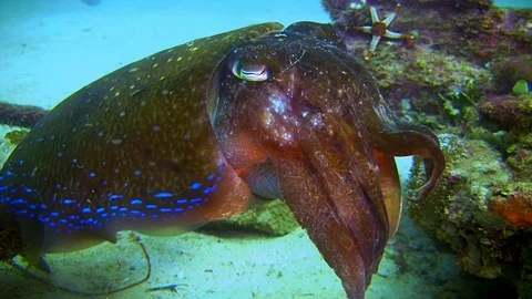 Cuttlefish, Sepiida On The Ocean Floor, ... | Stock Video | Pond5