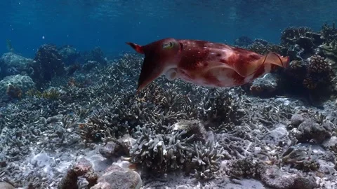 cuttlefish in shallows 4K | Stock Video | Pond5