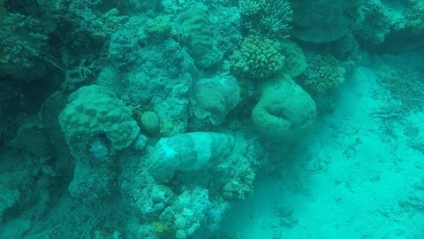 Cuttlefish sleeping in the great barrier... | Stock Video | Pond5