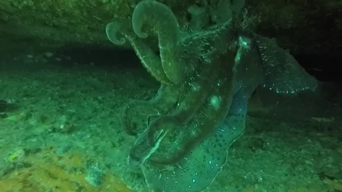 Upclose P Stock Videos – Royalty-Free HD & 4K Videos | Page 2