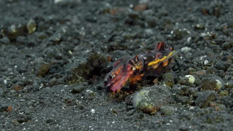 cuttlefish walking on the bottom of the ... | Stock Video | Pond5