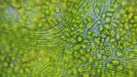 Cyanobacteria and green algae movement u... | Stock Video | Pond5