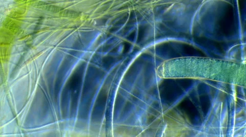 Sp\To Stock Videos – Royalty-Free HD & 4K Videos