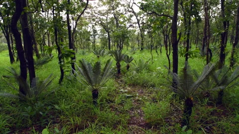 Cycas siamensis tree in forest mountain ... | Stock Video | Pond5