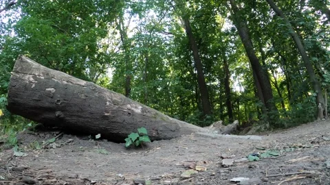 Cyclist jumping over lying log | Stock Video | Pond5