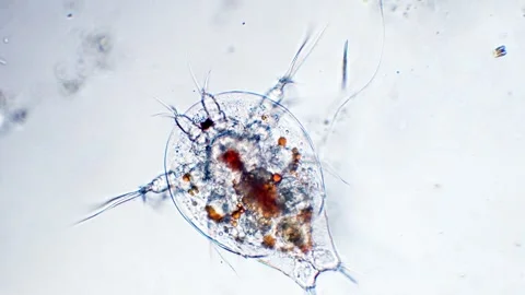 cyclop, microscopic freshwater crustacea... | Stock Video | Pond5