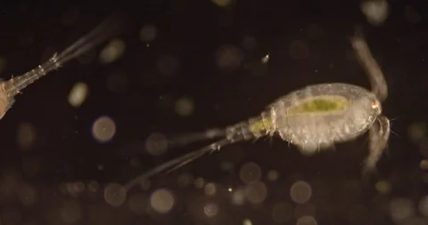 Copepod Stock Footage ~ Royalty Free Stock Videos | Pond5