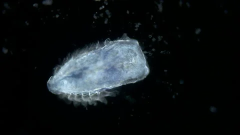 Ctenophora Stock Footage ~ Royalty Free Stock Videos | Pond5