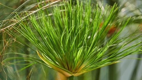 Cyperus papyrus (papyrus sedge, paper re... | Stock Video | Pond5