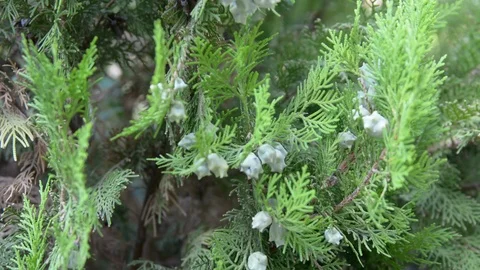 Coneberry Branch Stock Videos – Royalty-Free HD & 4K Videos | Pond5